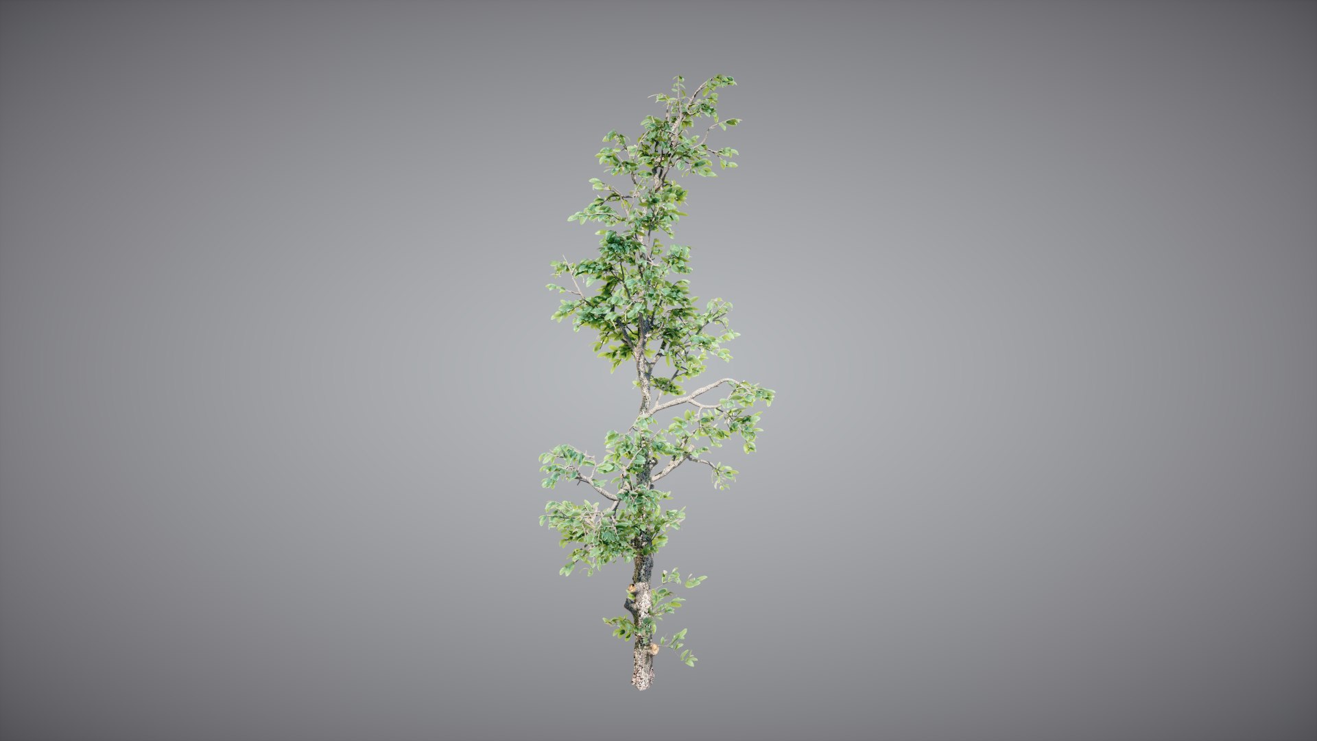 Lightwave Tree Pack Animation 3D - TurboSquid 1272389