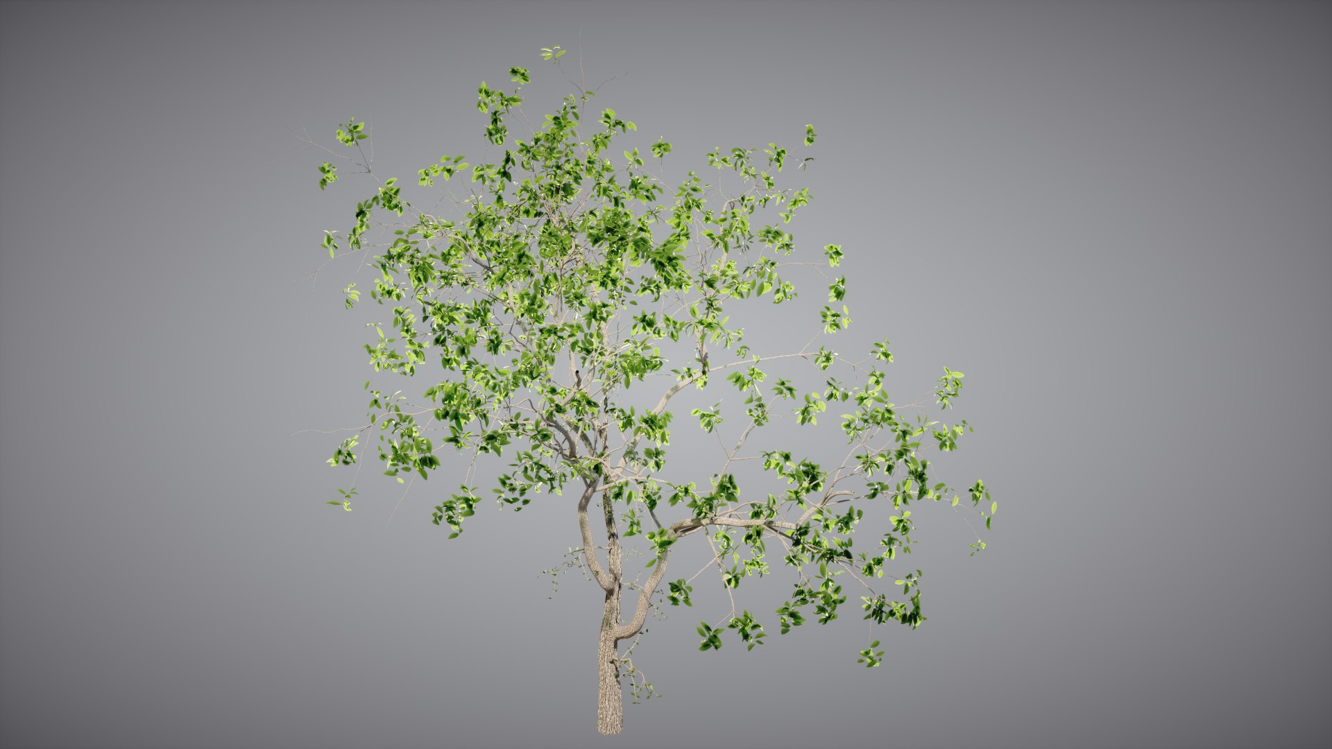 Lightwave Tree Pack Animation 3D - TurboSquid 1272389