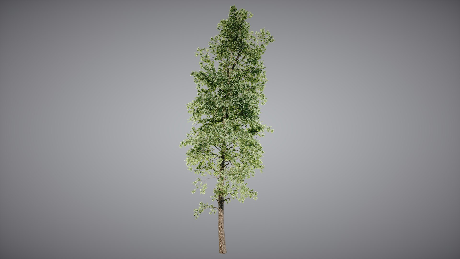 Lightwave Tree Pack Animation 3D - TurboSquid 1272389