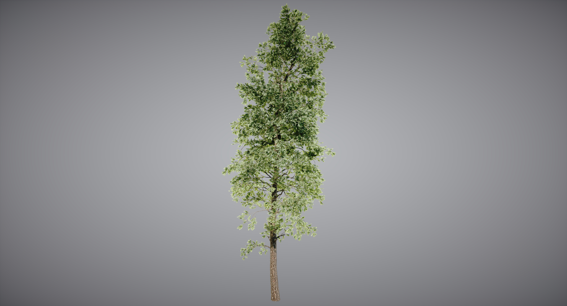 Lightwave Tree Pack Animation 3D - TurboSquid 1272389