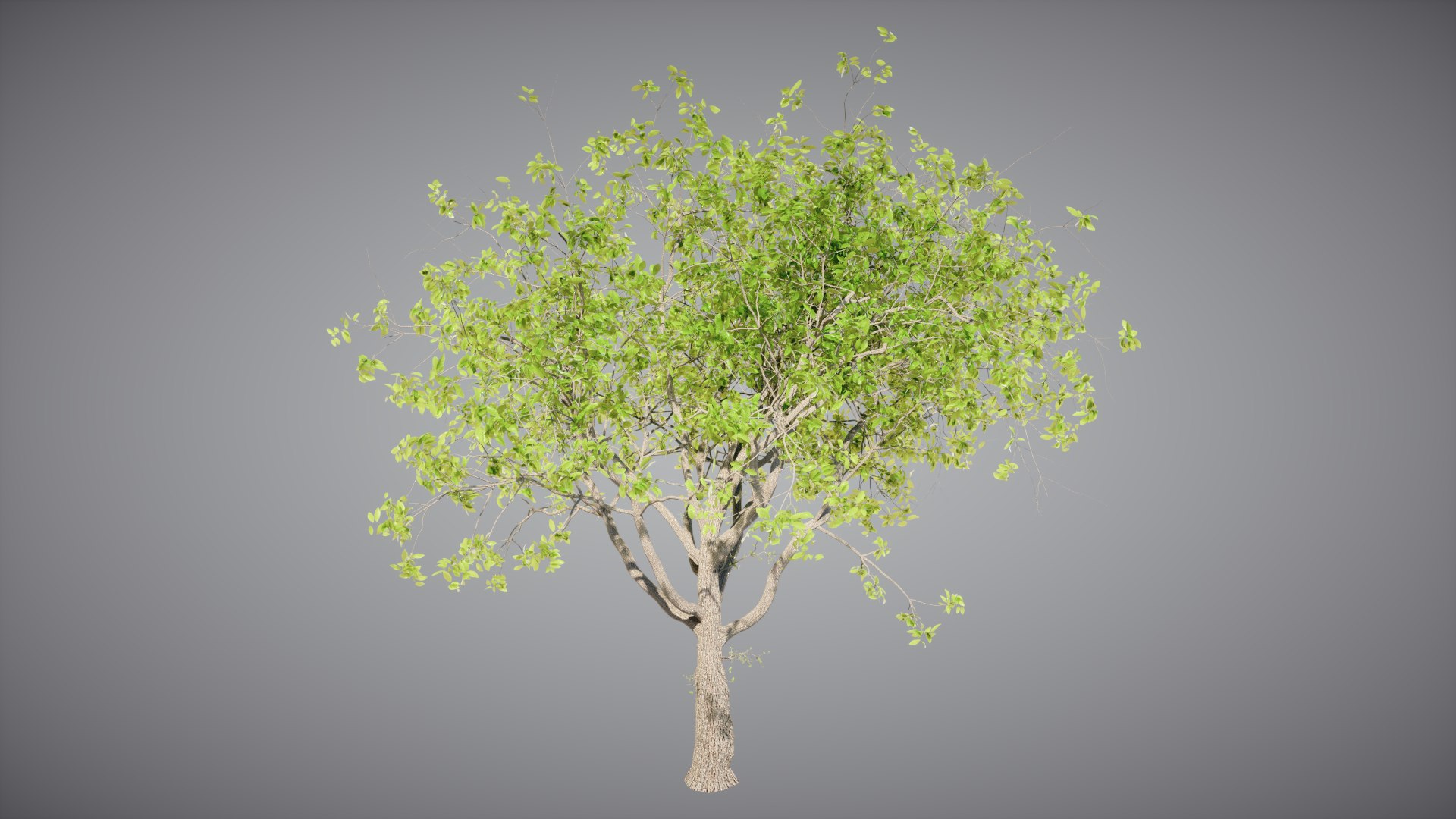 Lightwave Tree Pack Animation 3D - TurboSquid 1272389