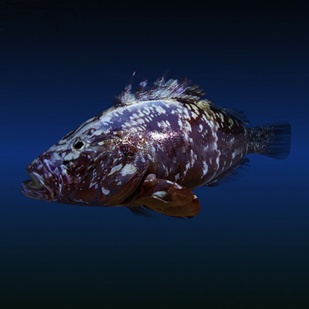 Dusky Grouper Fish 3d Model