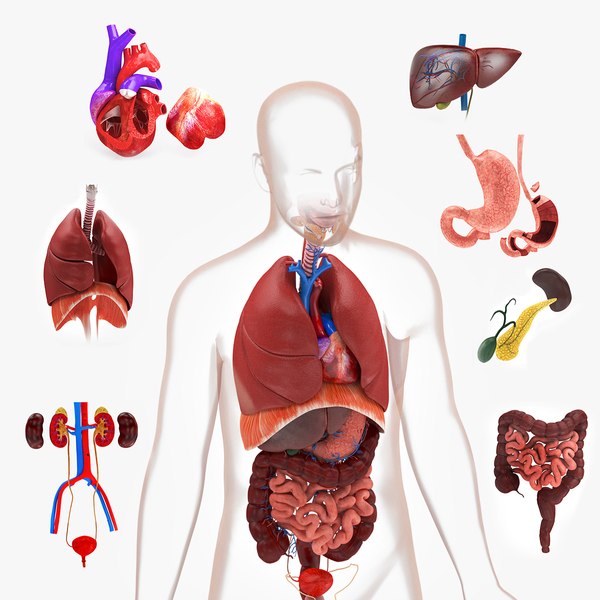 human internal organs 3d model