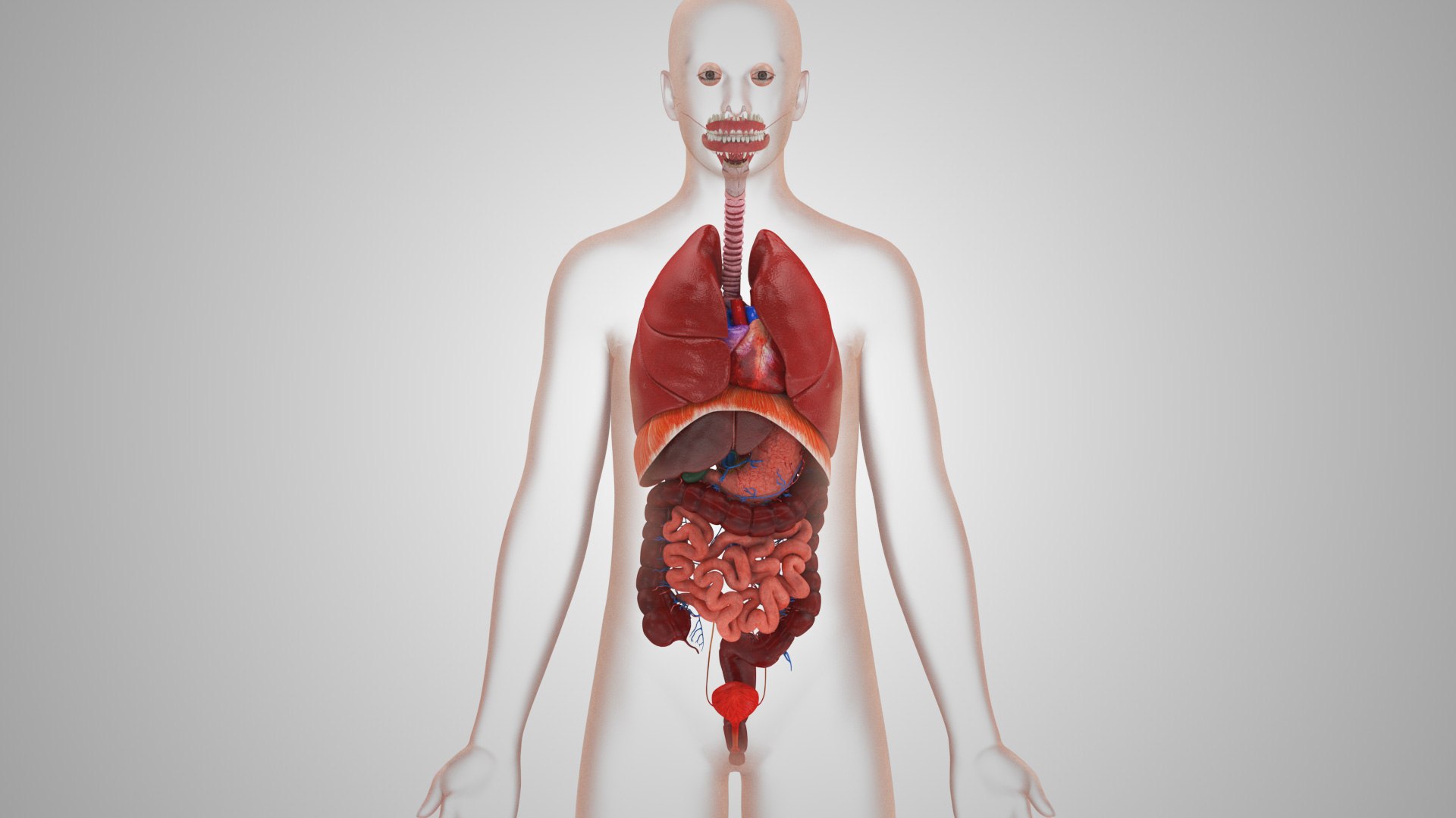 Human internal organs 3D model - TurboSquid 1926780