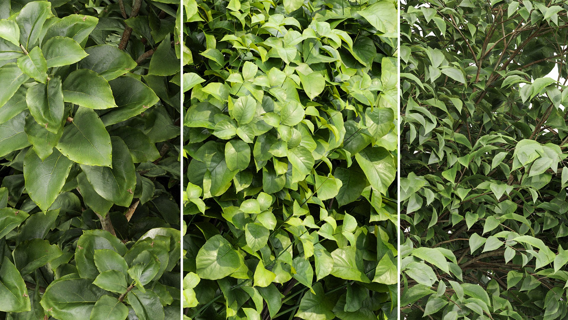 3D Japanese Cherry Leaf And Joy Perfume Orange Michelia Tree ...