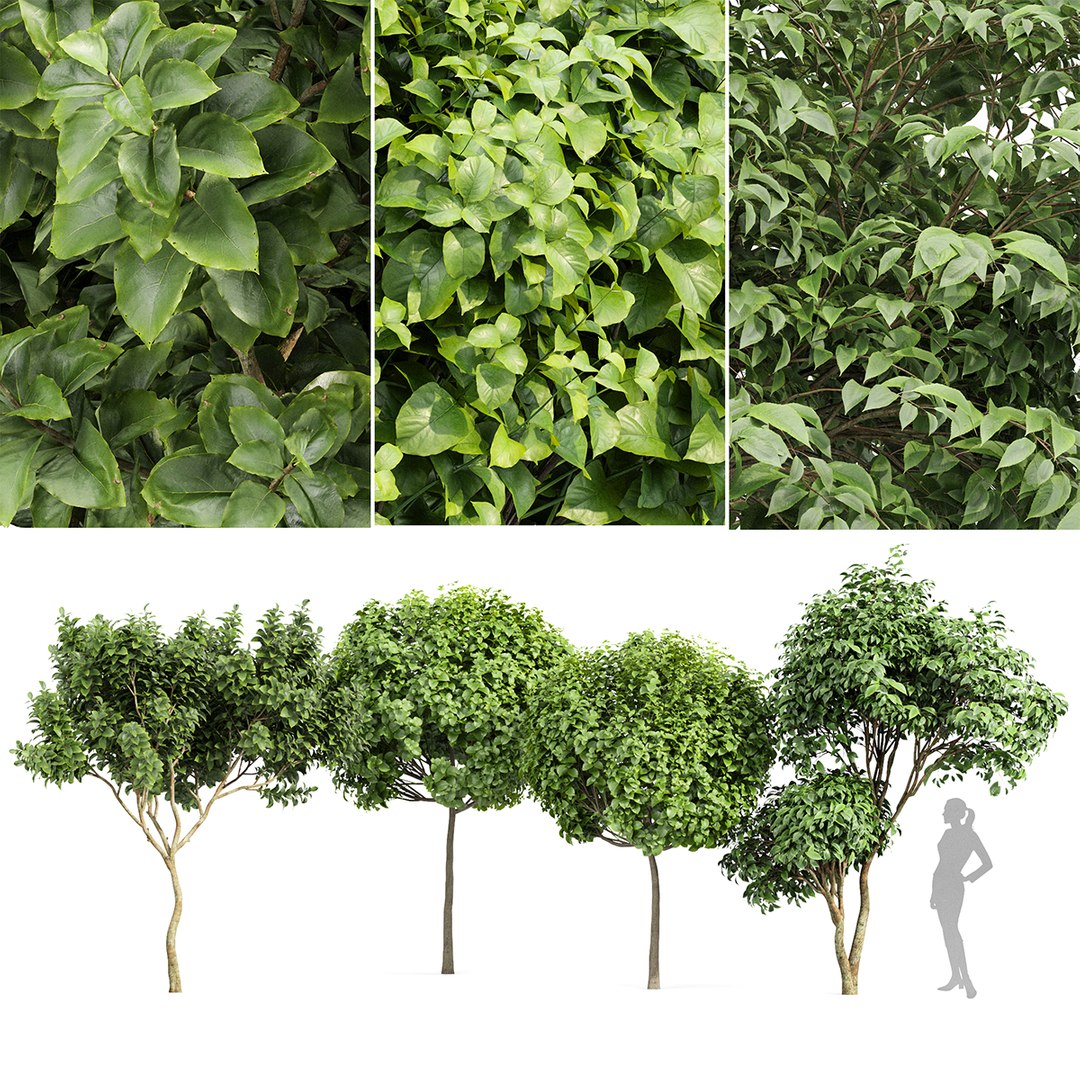 3D Japanese Cherry Leaf And Joy Perfume Orange Michelia Tree ...