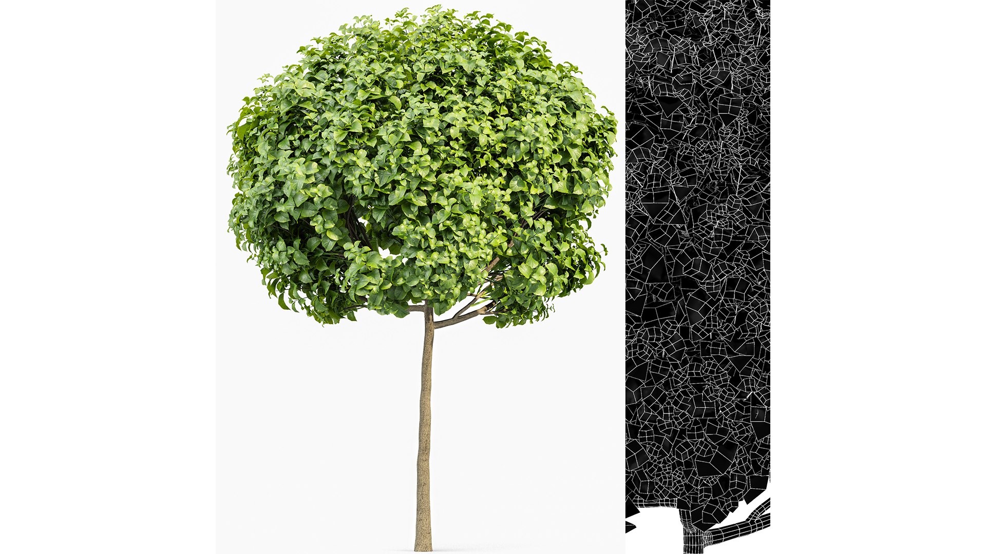 3D Japanese Cherry Leaf And Joy Perfume Orange Michelia Tree ...