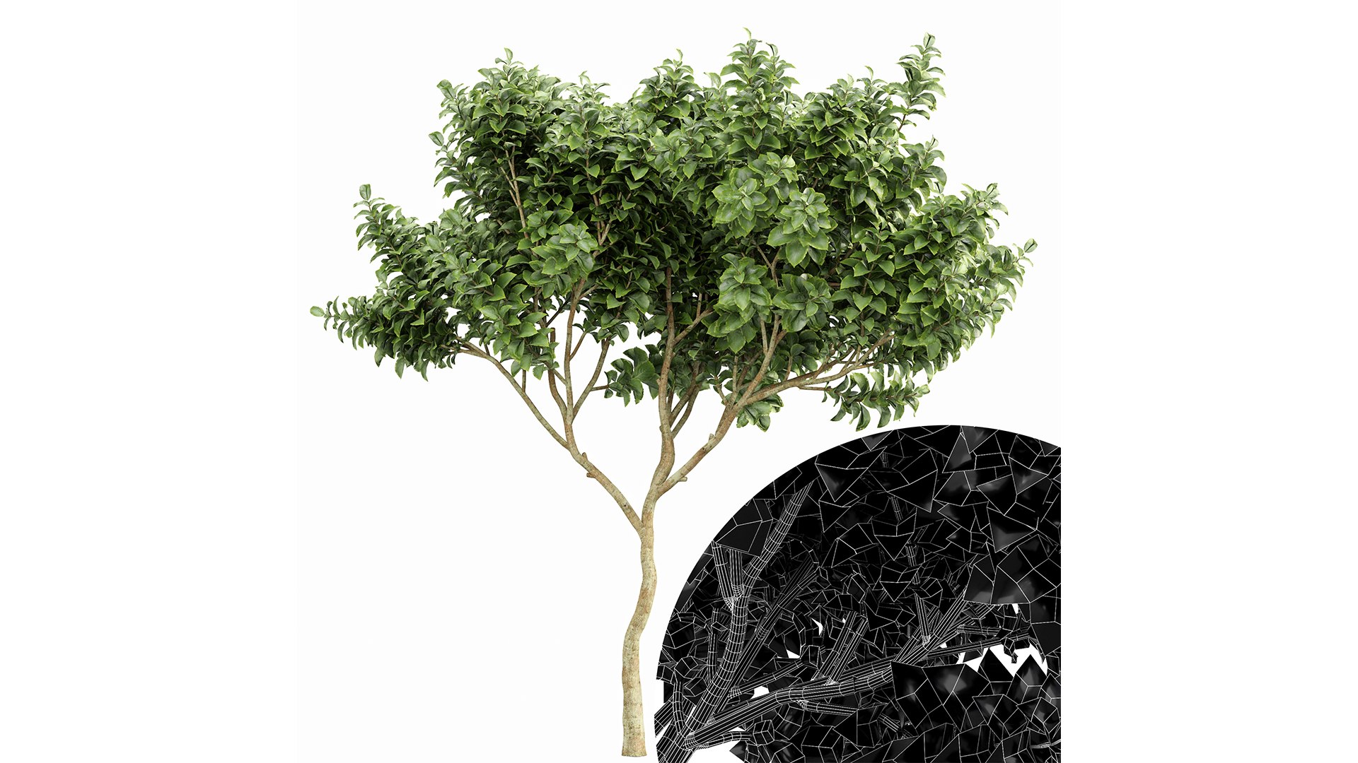 3D Japanese Cherry Leaf And Joy Perfume Orange Michelia Tree ...