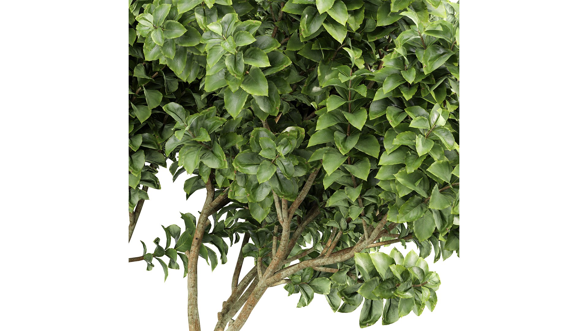 3D Japanese Cherry Leaf And Joy Perfume Orange Michelia Tree ...