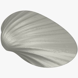 Seashell 3D Models for Download | TurboSquid