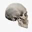 Realistic Human Skull 3D - TurboSquid 1254207