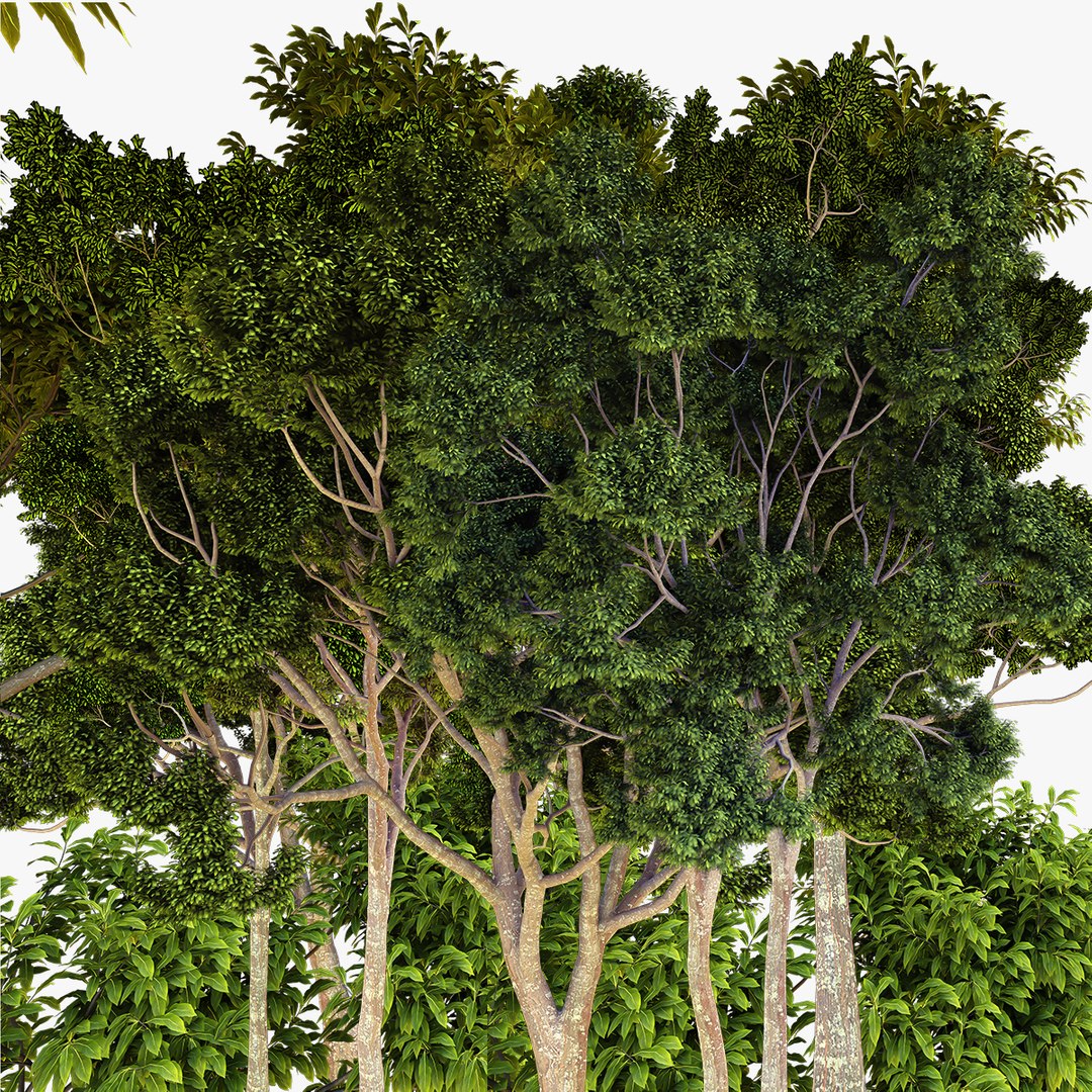 Tree Pack Outdoor 3D Model - TurboSquid 2317439