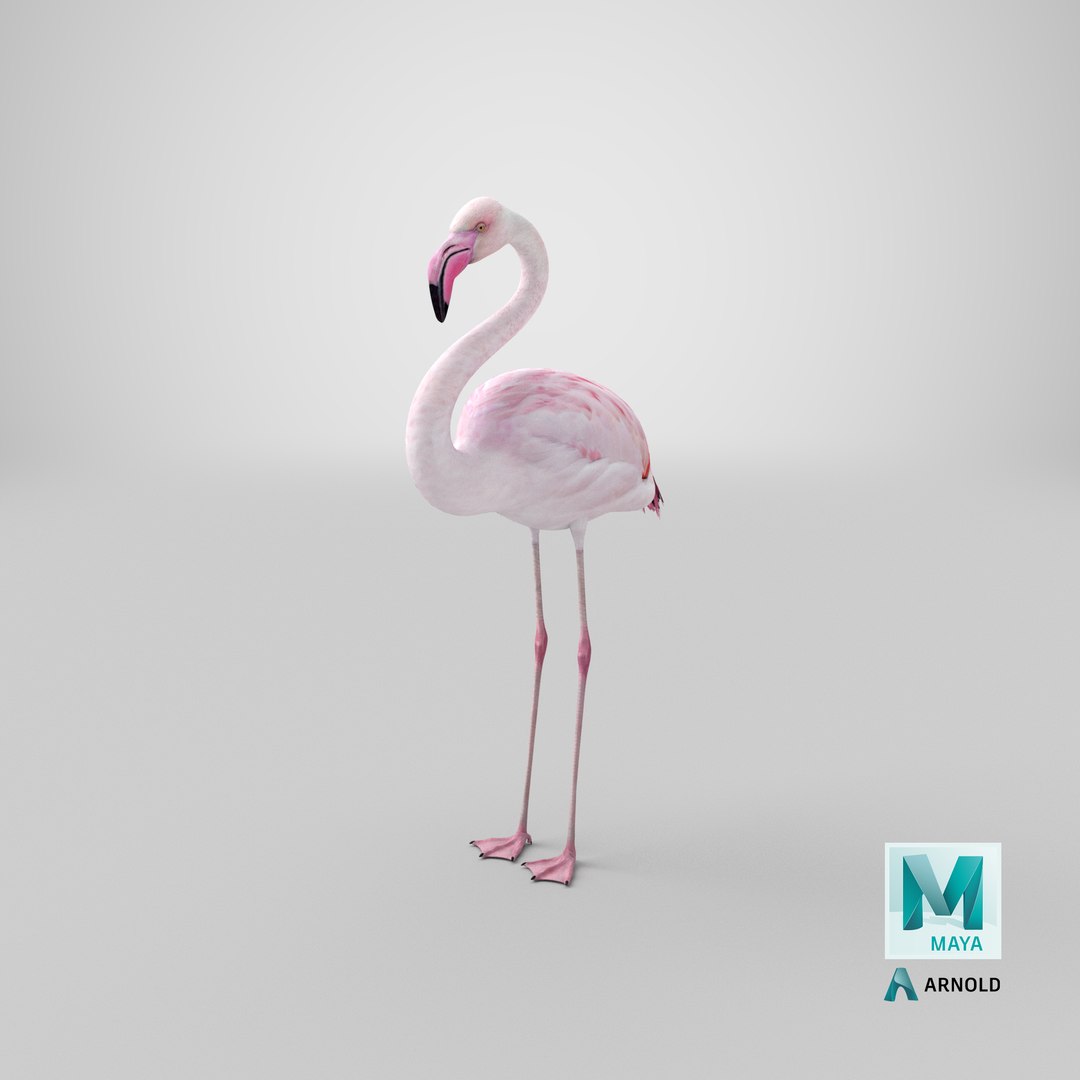 Flamingo model - TurboSquid 1917074