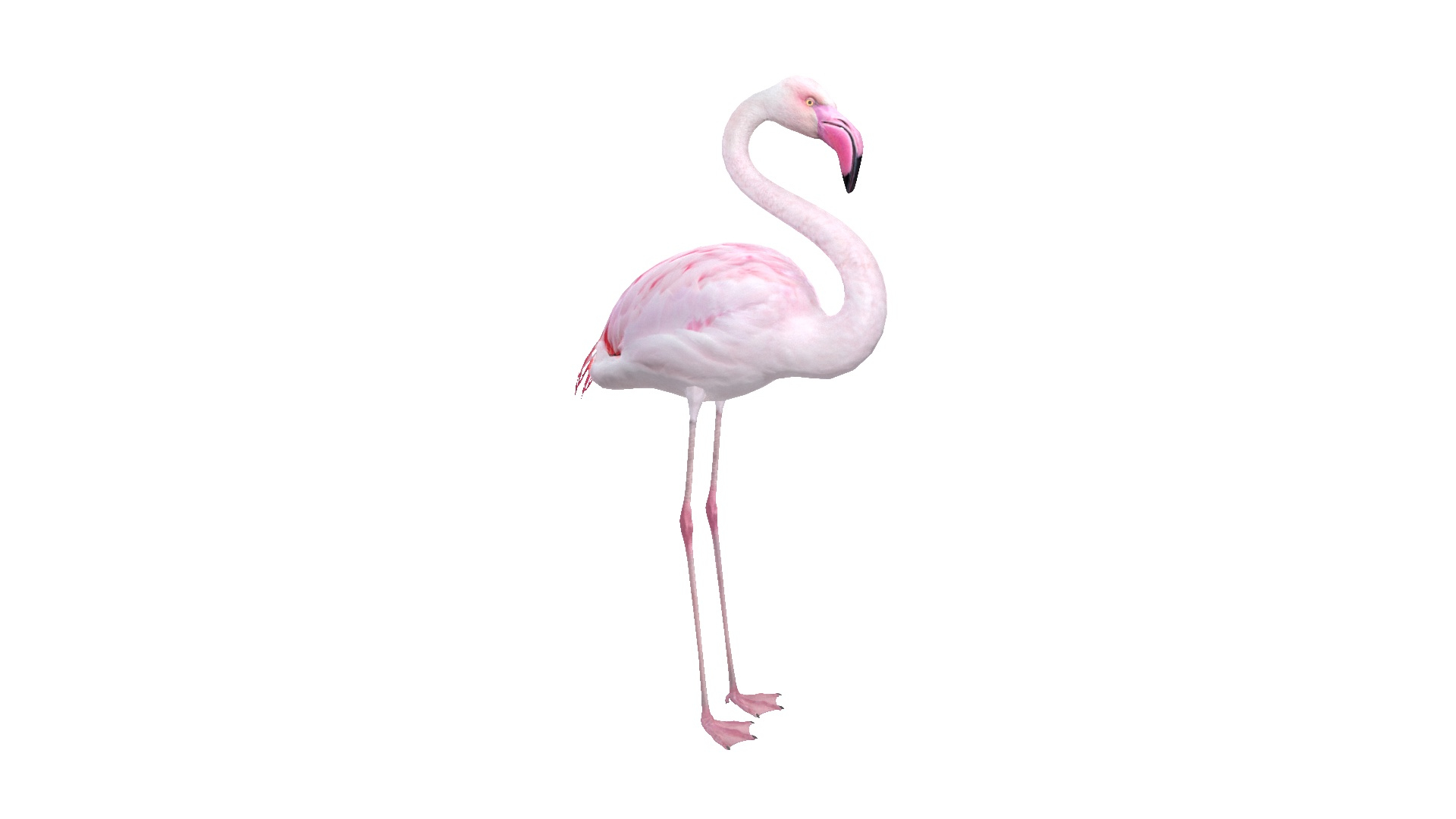 Flamingo Model - TurboSquid 1917074