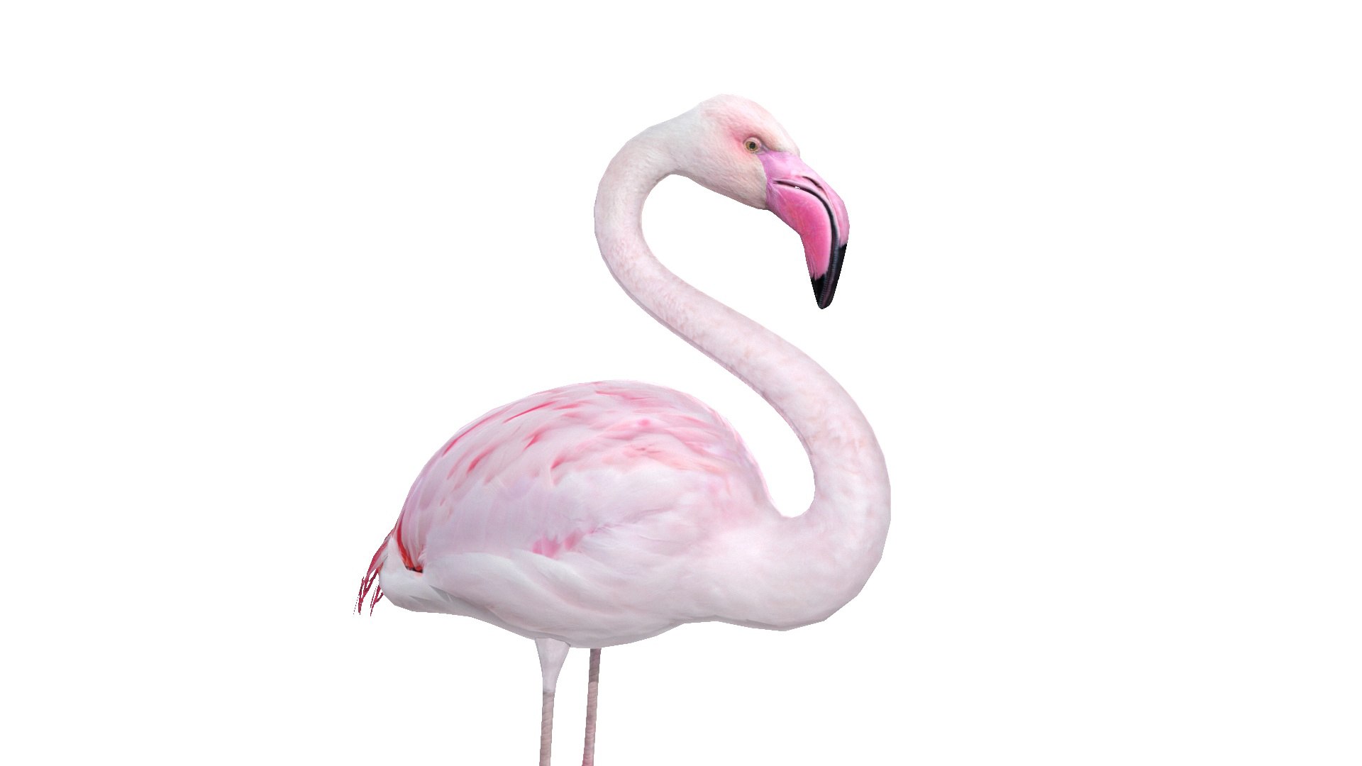 Flamingo Model - TurboSquid 1917074