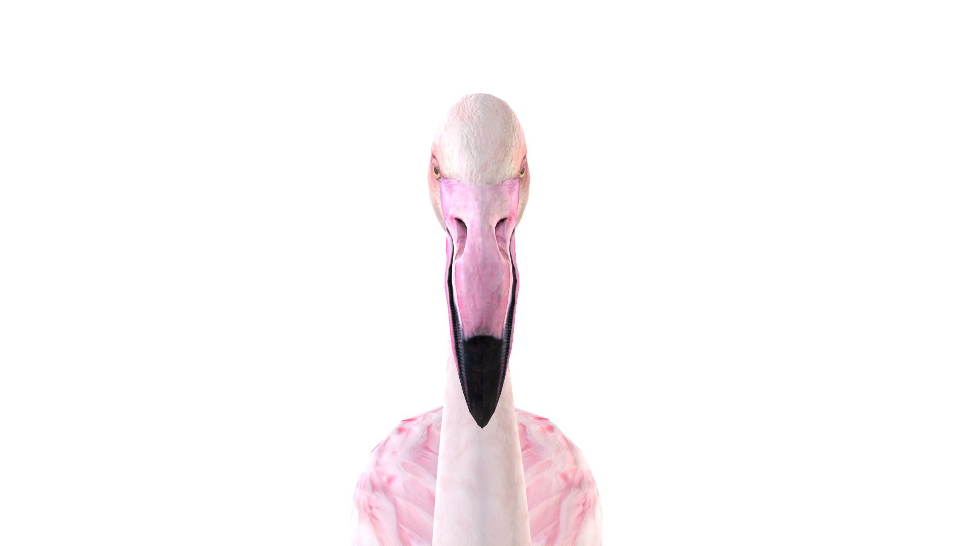 Flamingo Model - TurboSquid 1917074