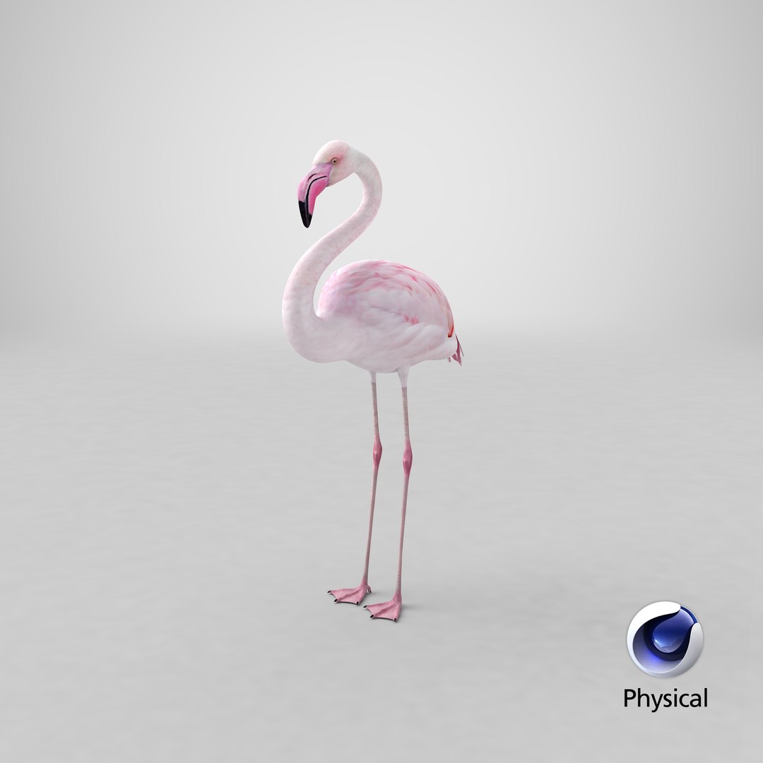 Flamingo Model - TurboSquid 1917074