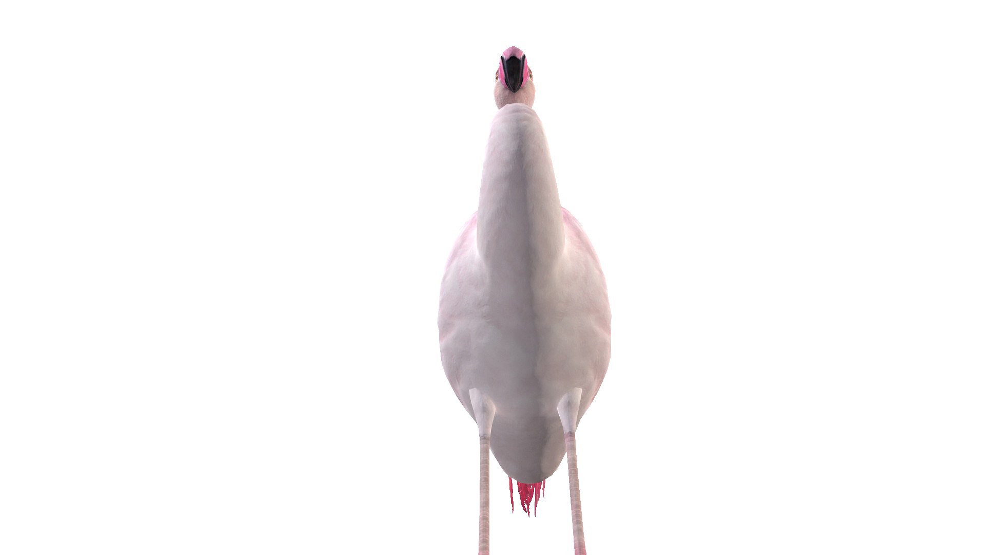 Flamingo Model - TurboSquid 1917074
