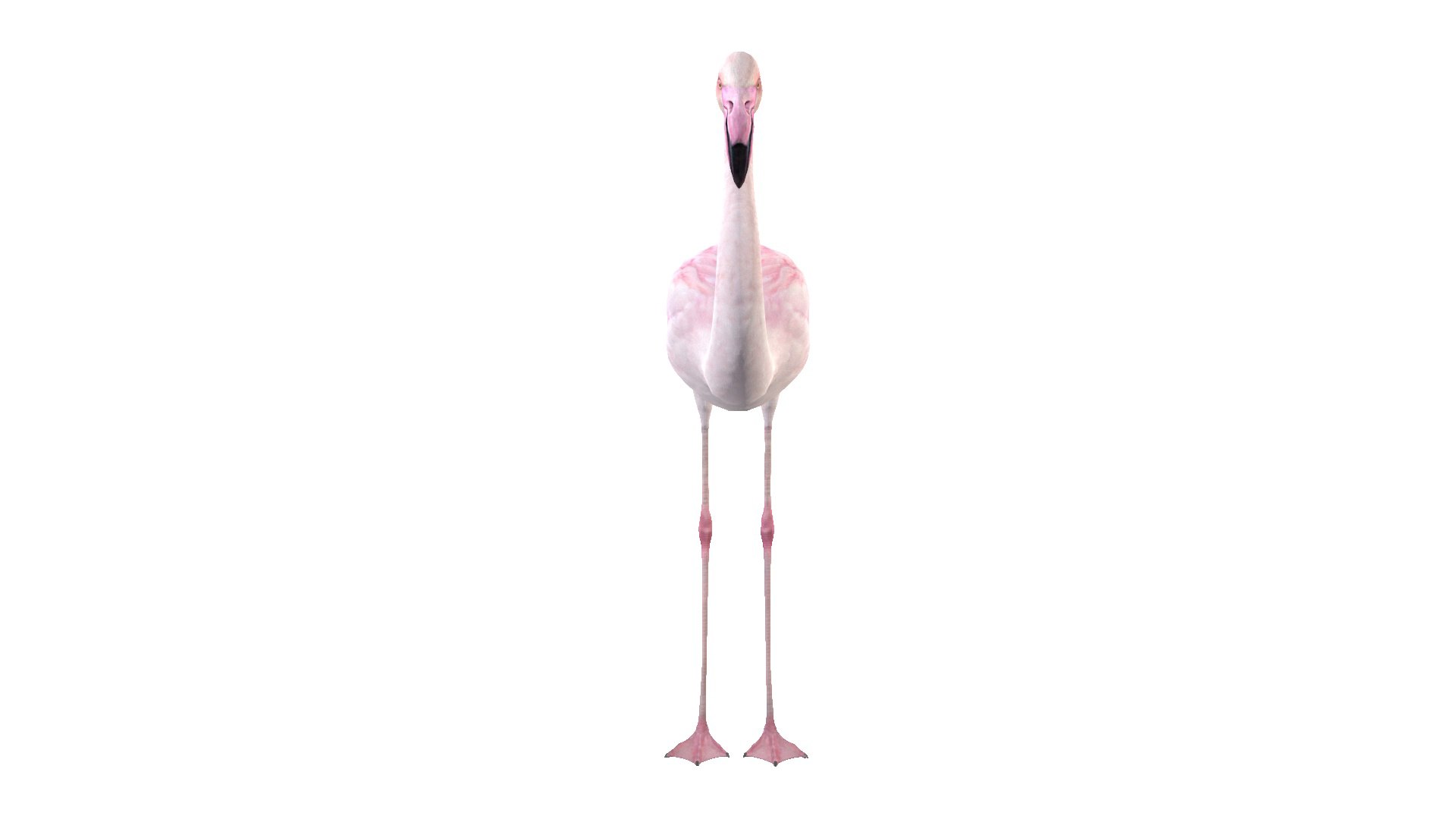 Flamingo Model - TurboSquid 1917074