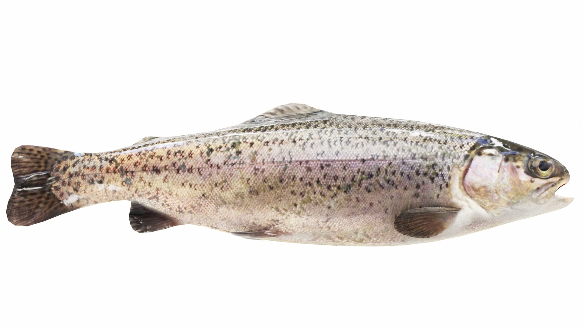 3D Model Trout Fish - TurboSquid 2379198
