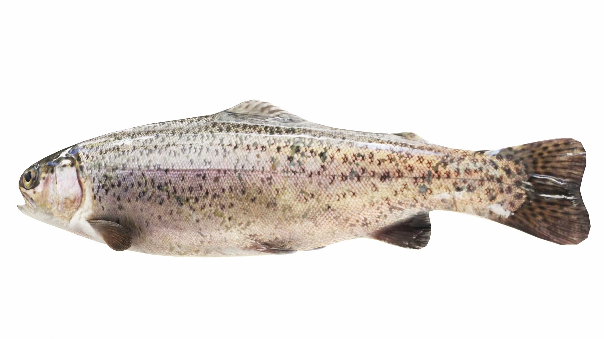 3D Model Trout Fish - TurboSquid 2379198