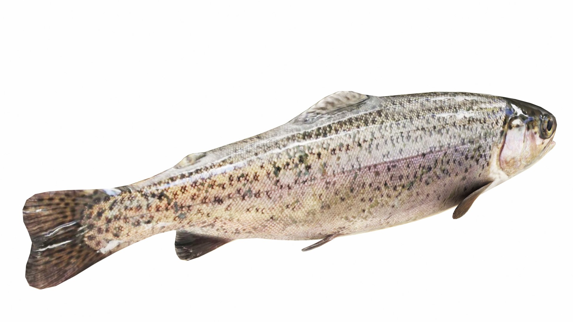 3D Model Trout Fish - TurboSquid 2379198