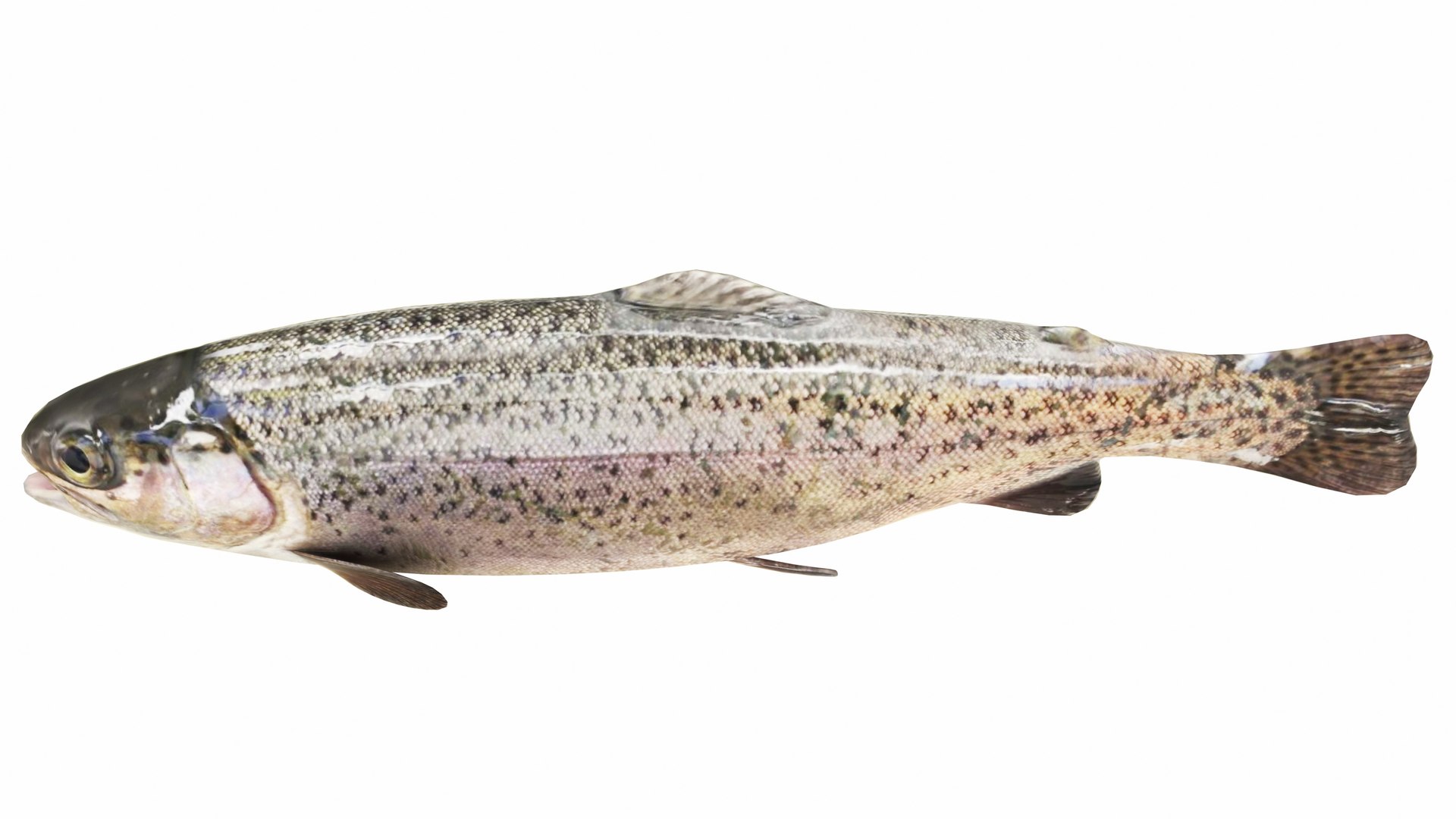 3D Model Trout Fish - TurboSquid 2379198