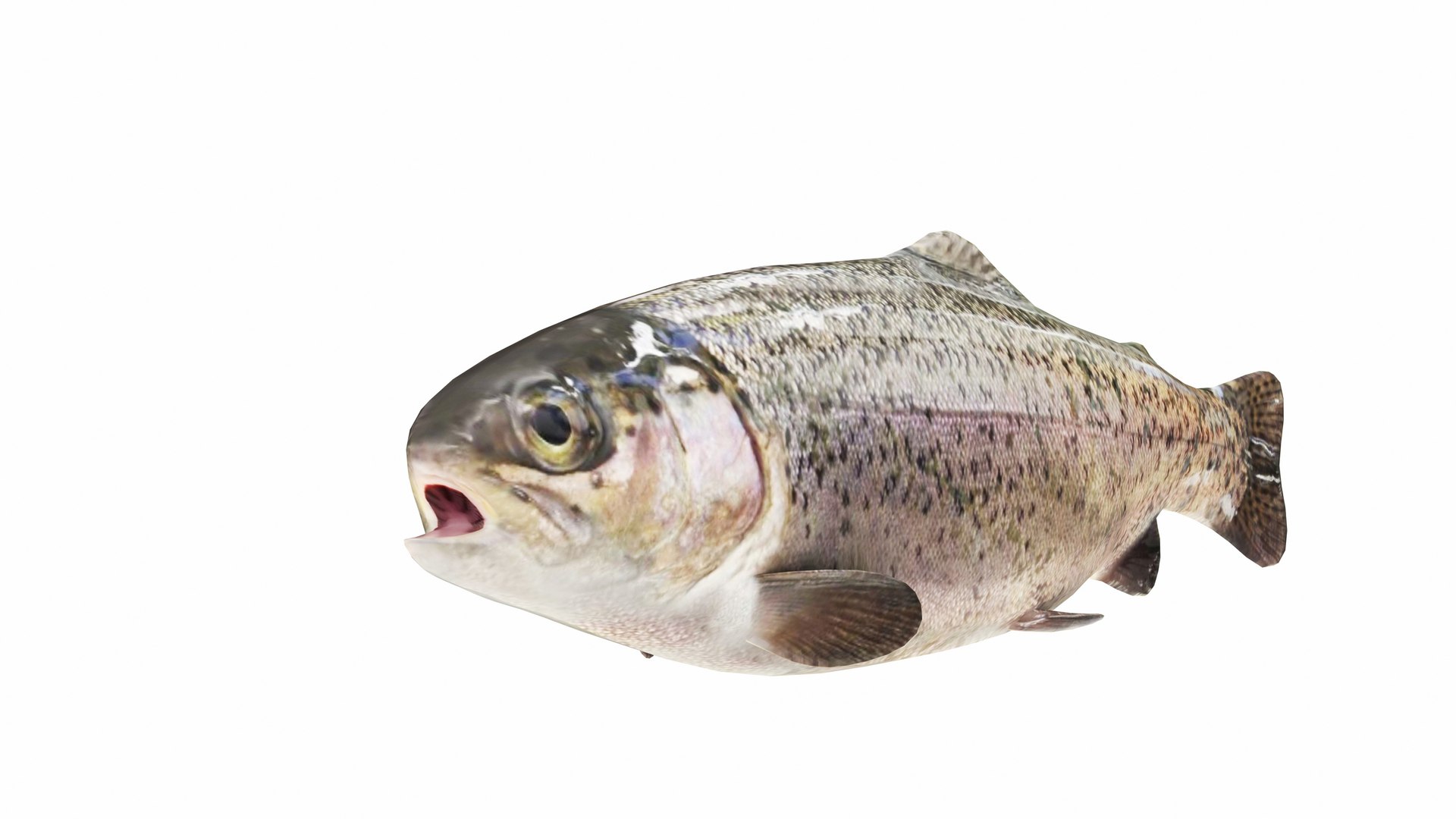 3D Model Trout Fish - TurboSquid 2379198
