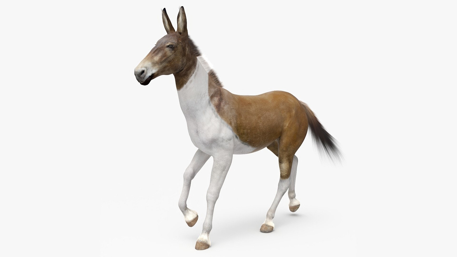 3D Mule Fur Rigged - TurboSquid 2300588