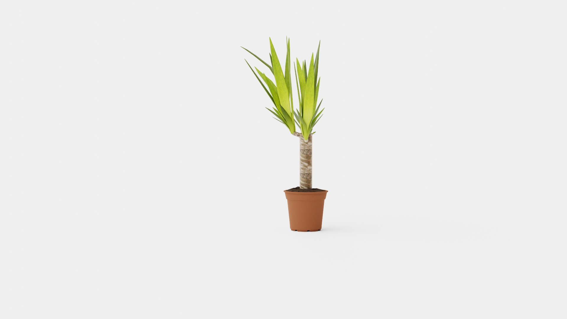 Yucca Elephantipes Single Stem 3D Model - TurboSquid 2256206
