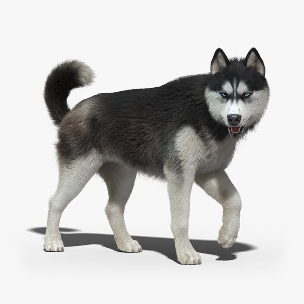 siberian husky fur rigged 3d max