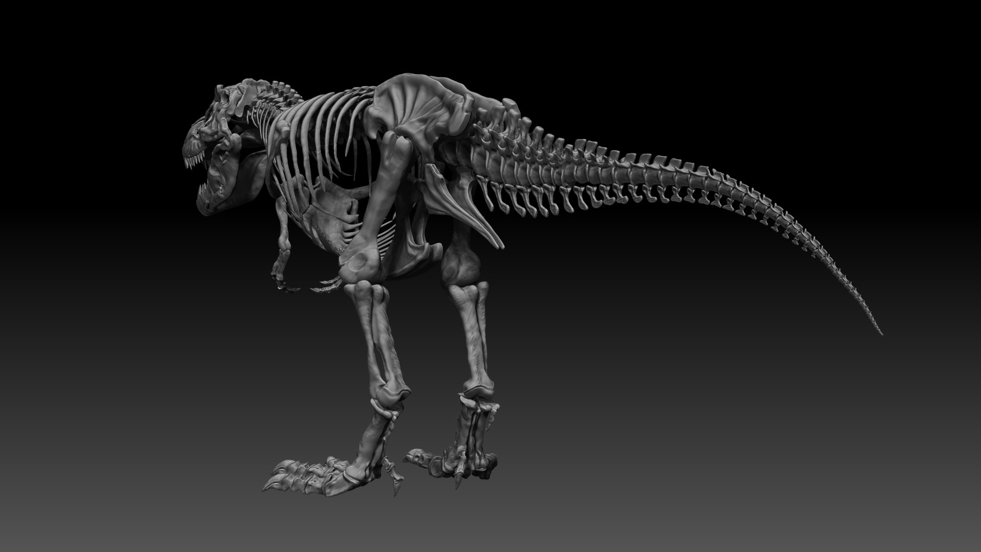3D Tyrannosaurus Rex Skeletons - - TurboSquid 1695000