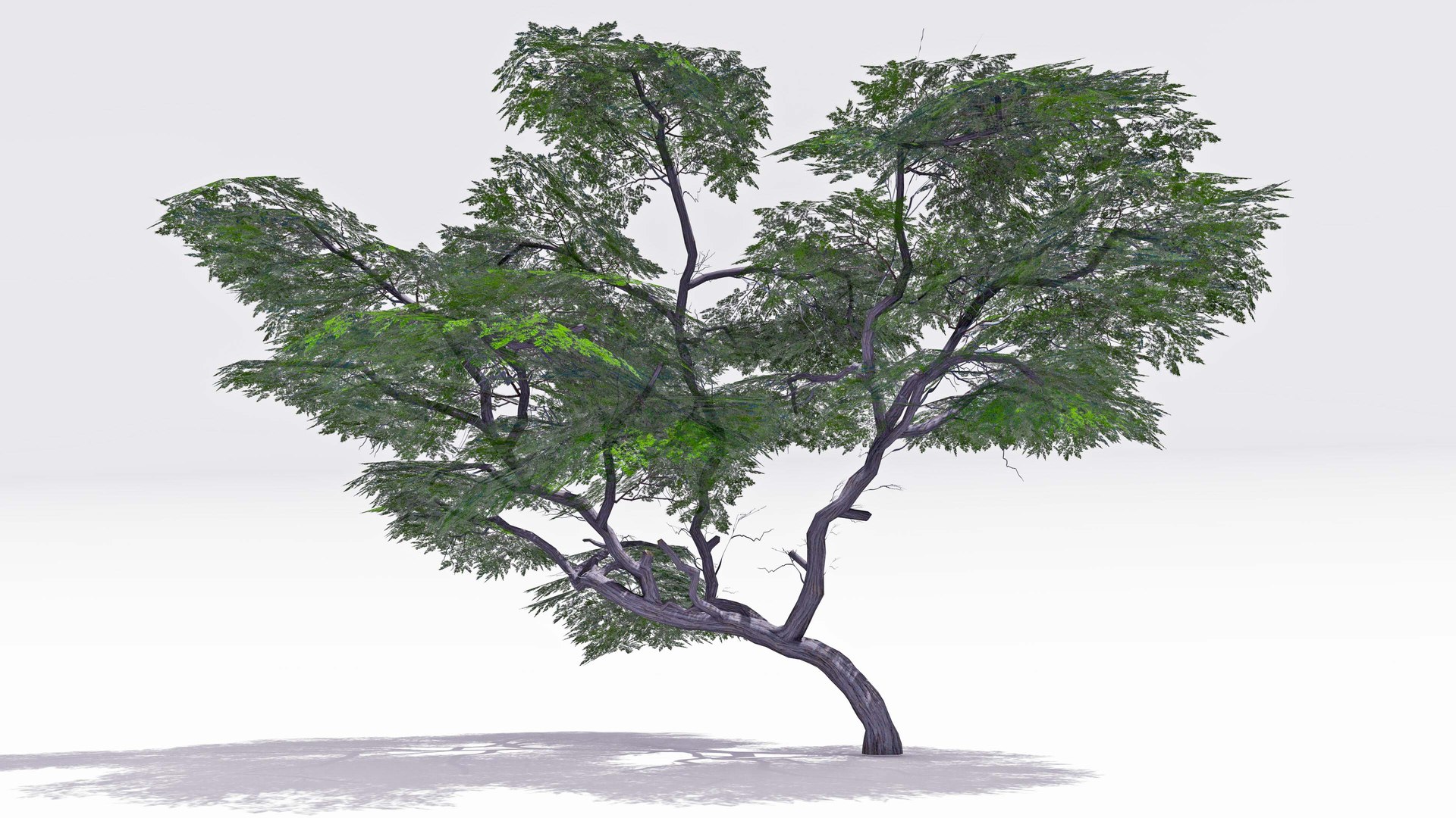 Acacia Tree-S20 3D - TurboSquid 2378151