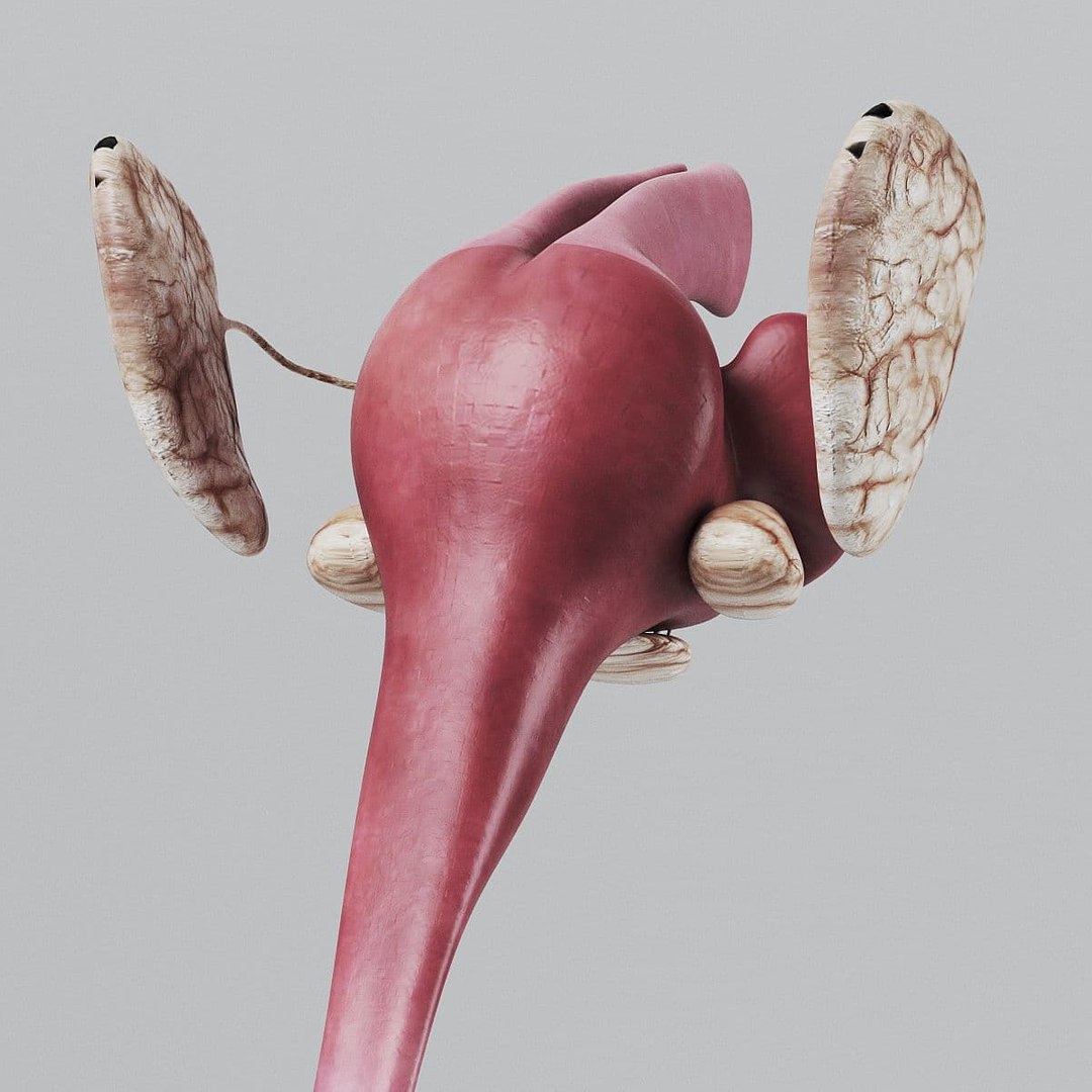 3d Model Of Human Digestive - Organ Anatomy