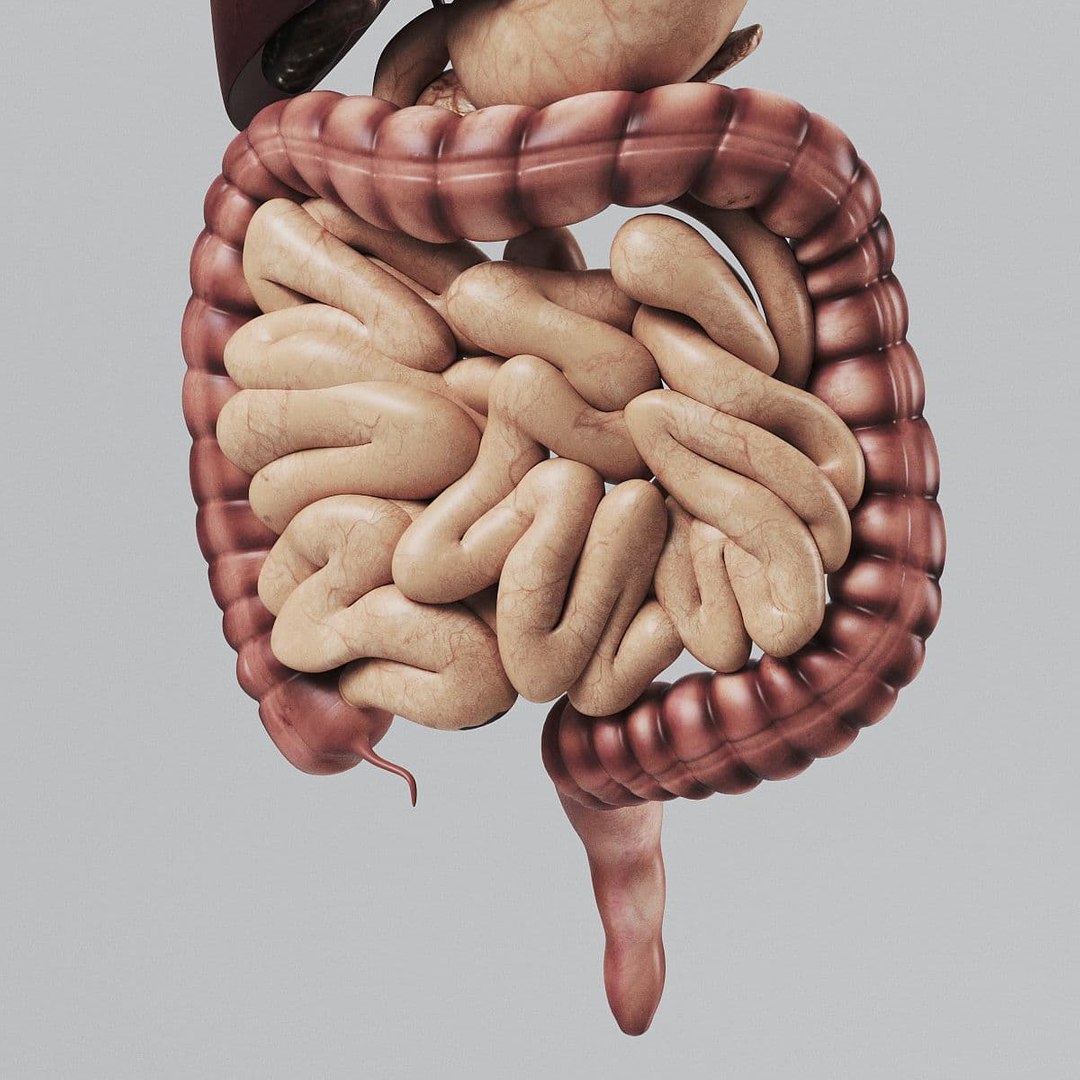 3d Model Of Human Digestive - Organ Anatomy