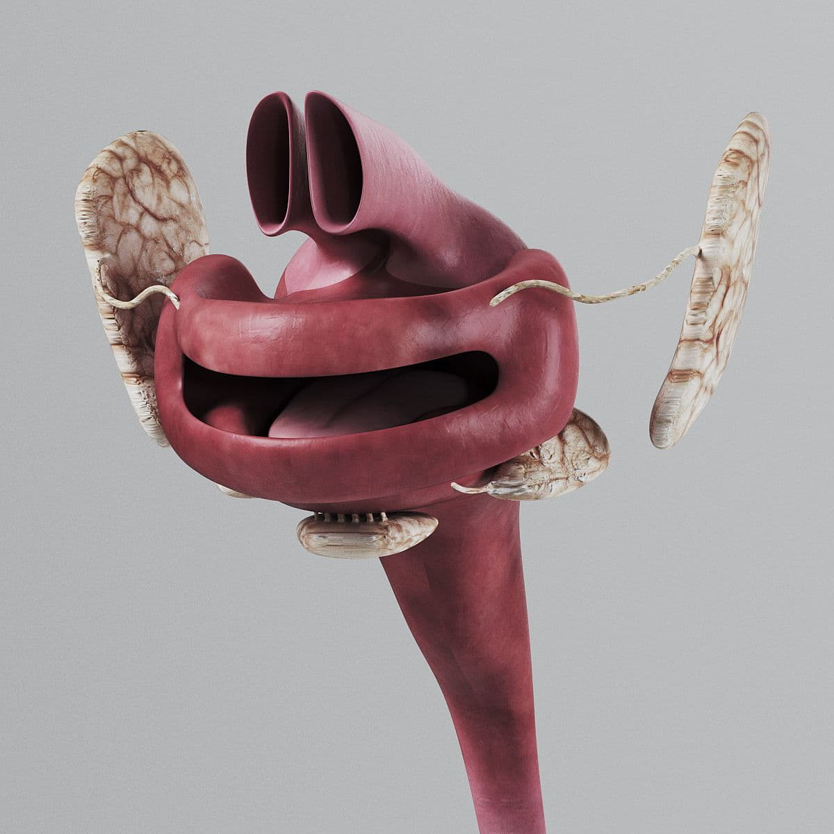 3d model of human digestive - organ anatomy