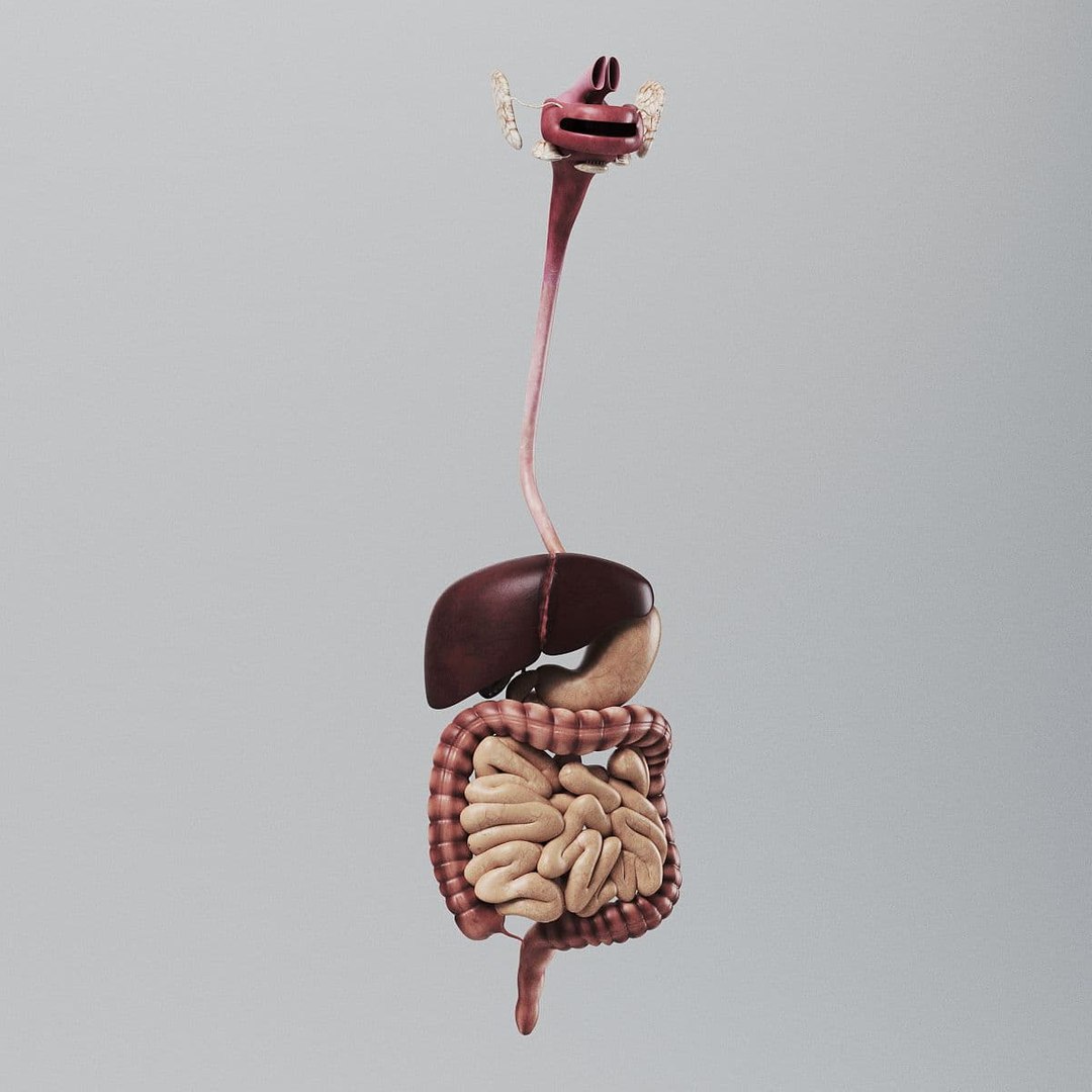 3d Model Of Human Digestive - Organ Anatomy