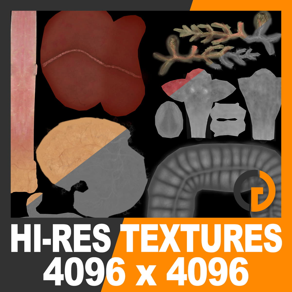 3d model of human digestive - organ anatomy