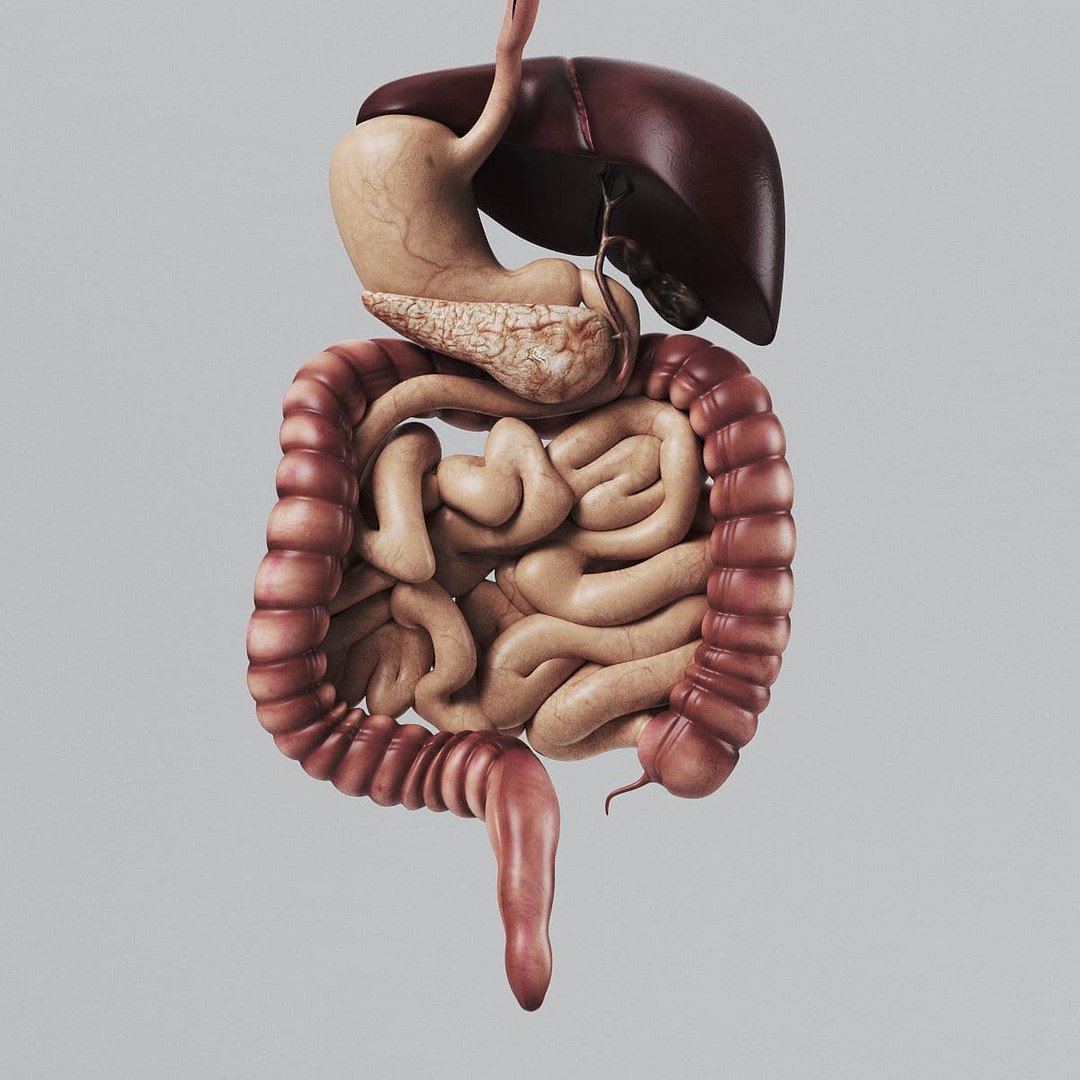 3d Model Of Human Digestive - Organ Anatomy