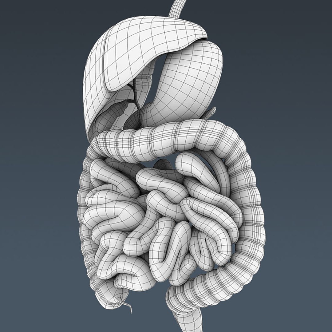 3d Model Of Human Digestive - Organ Anatomy