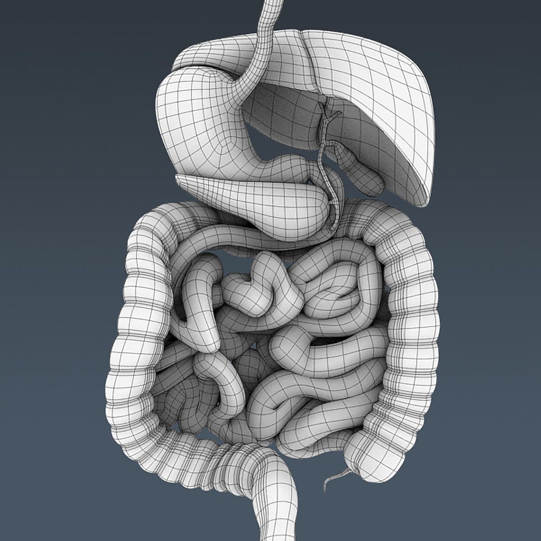 3d model of human digestive - organ anatomy