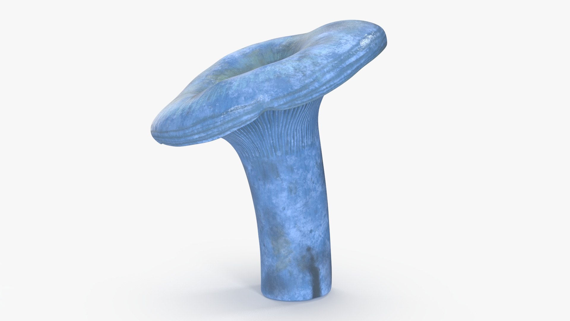 Lactarius Indigo 3D Model - TurboSquid 2215803