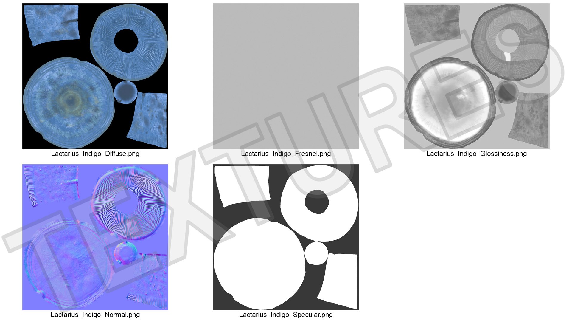 Lactarius Indigo 3D Model - TurboSquid 2215803