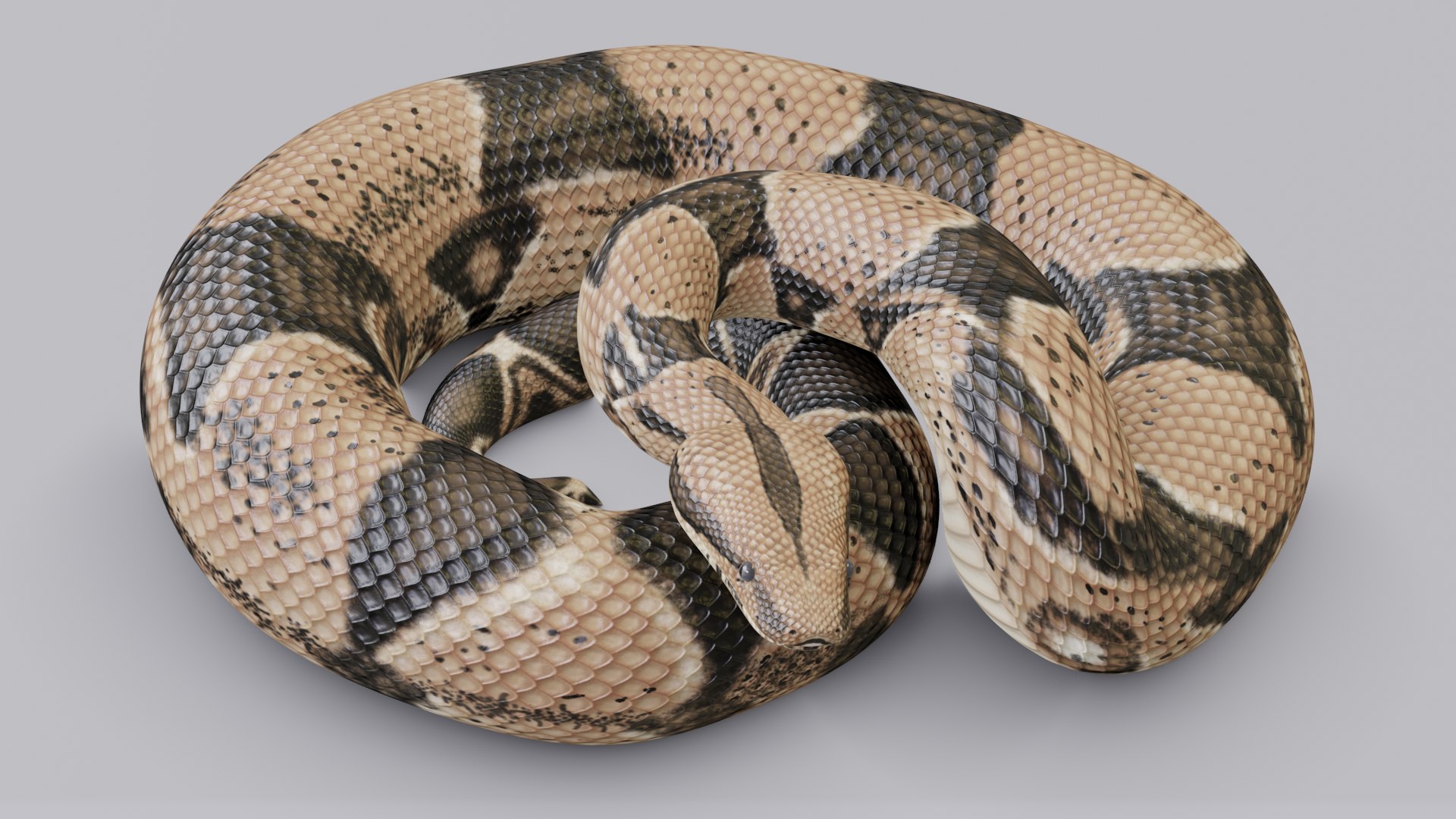 3ds max boa constrictor