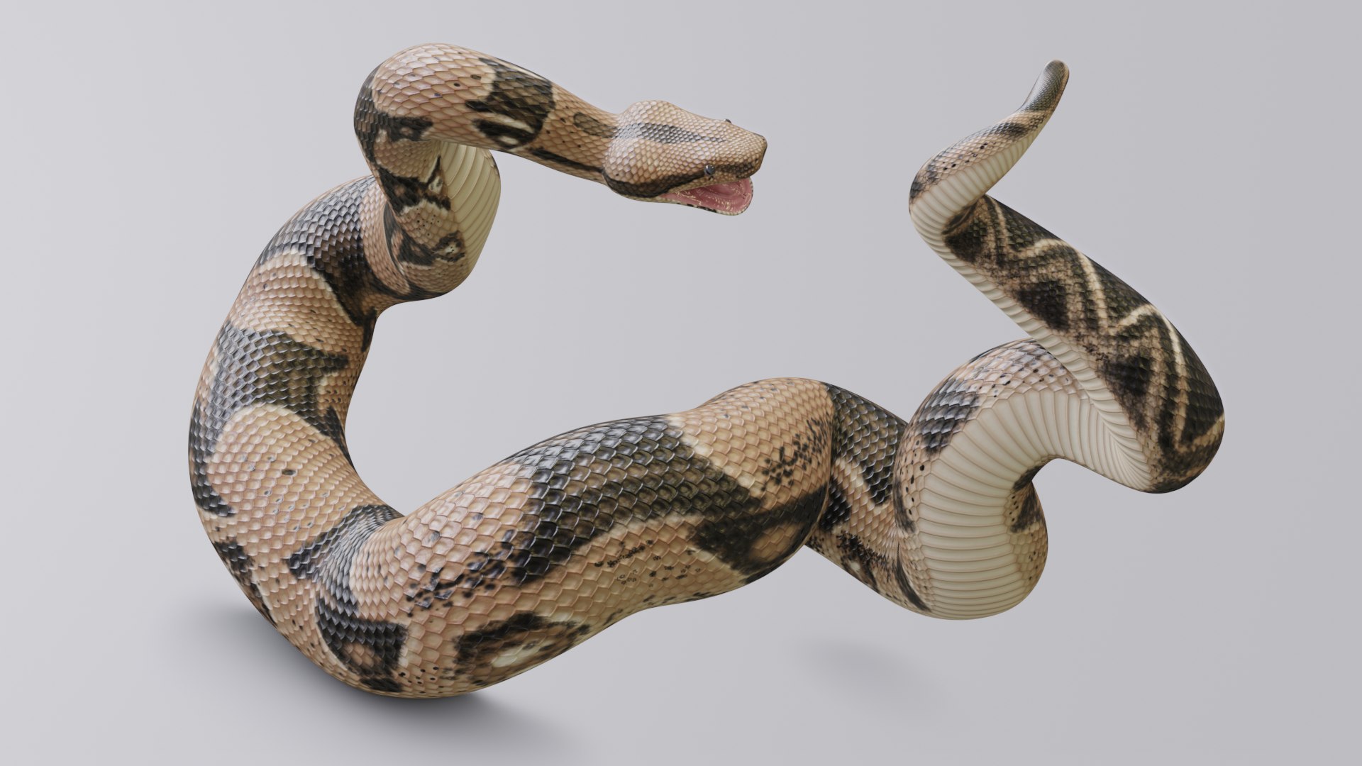 3ds max boa constrictor