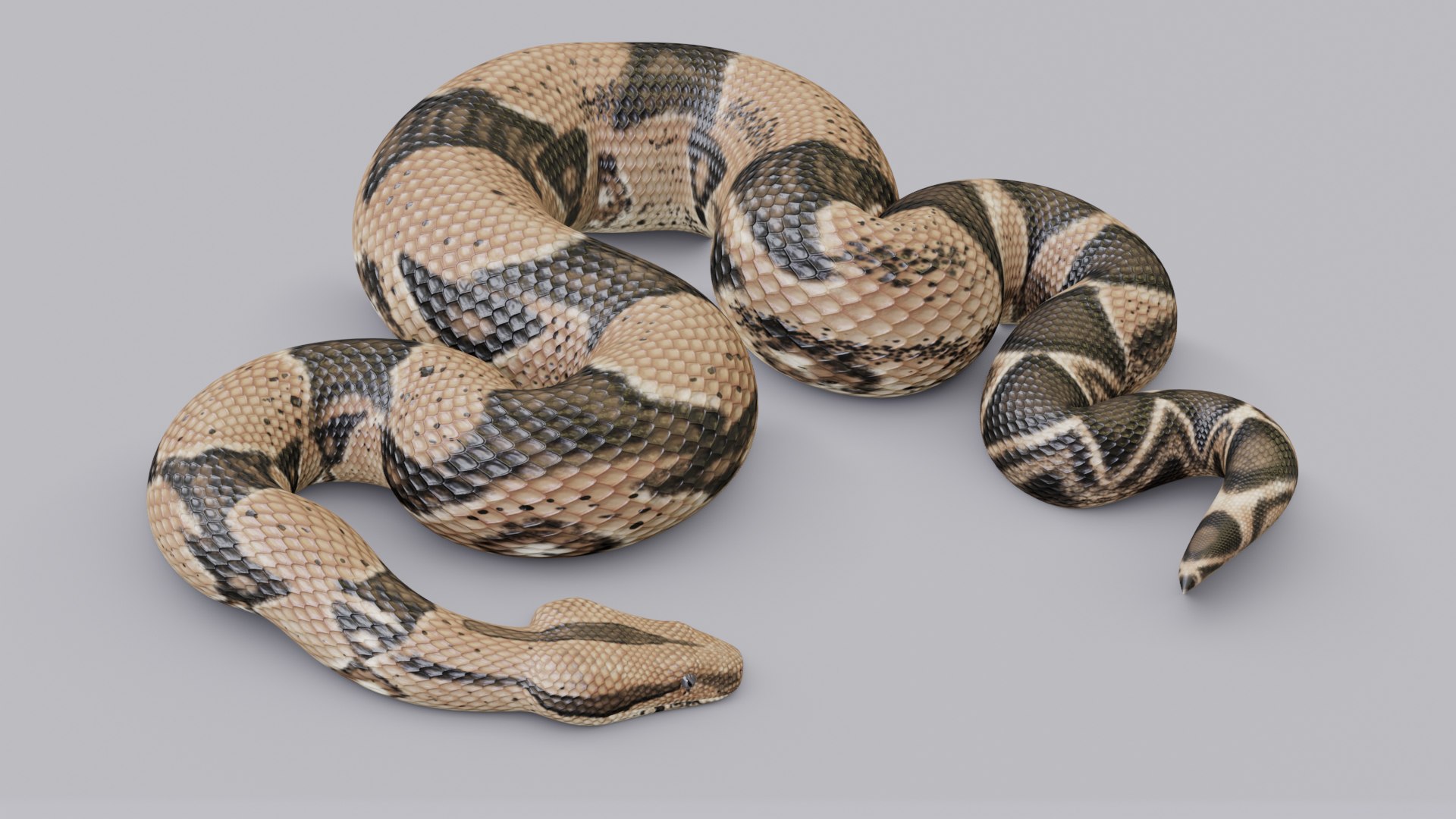 3ds max boa constrictor