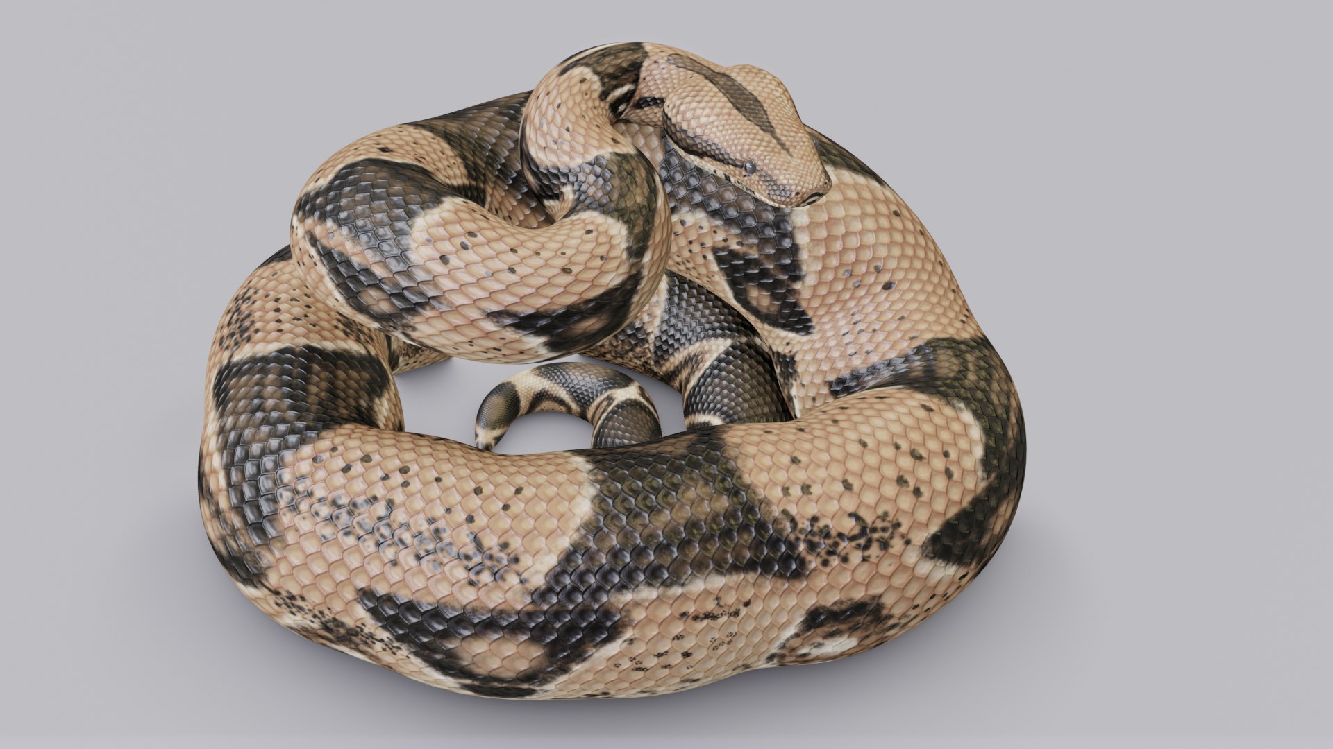 3ds max boa constrictor