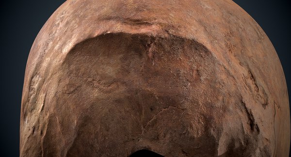 3D real skull model - TurboSquid 1397304