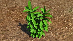 3D Tulsi Models | TurboSquid