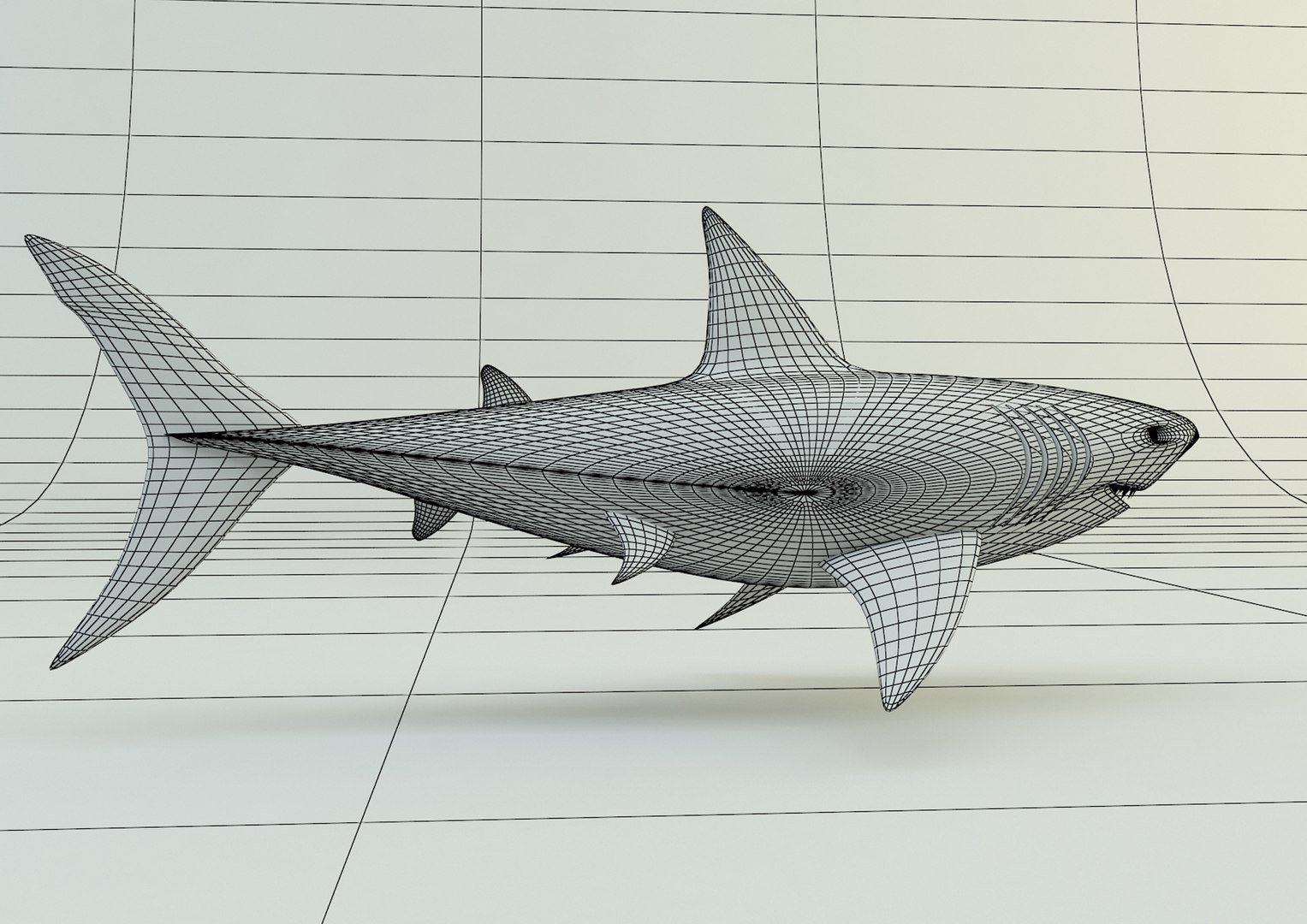 Megalodon Shark Model Model - TurboSquid 2067282
